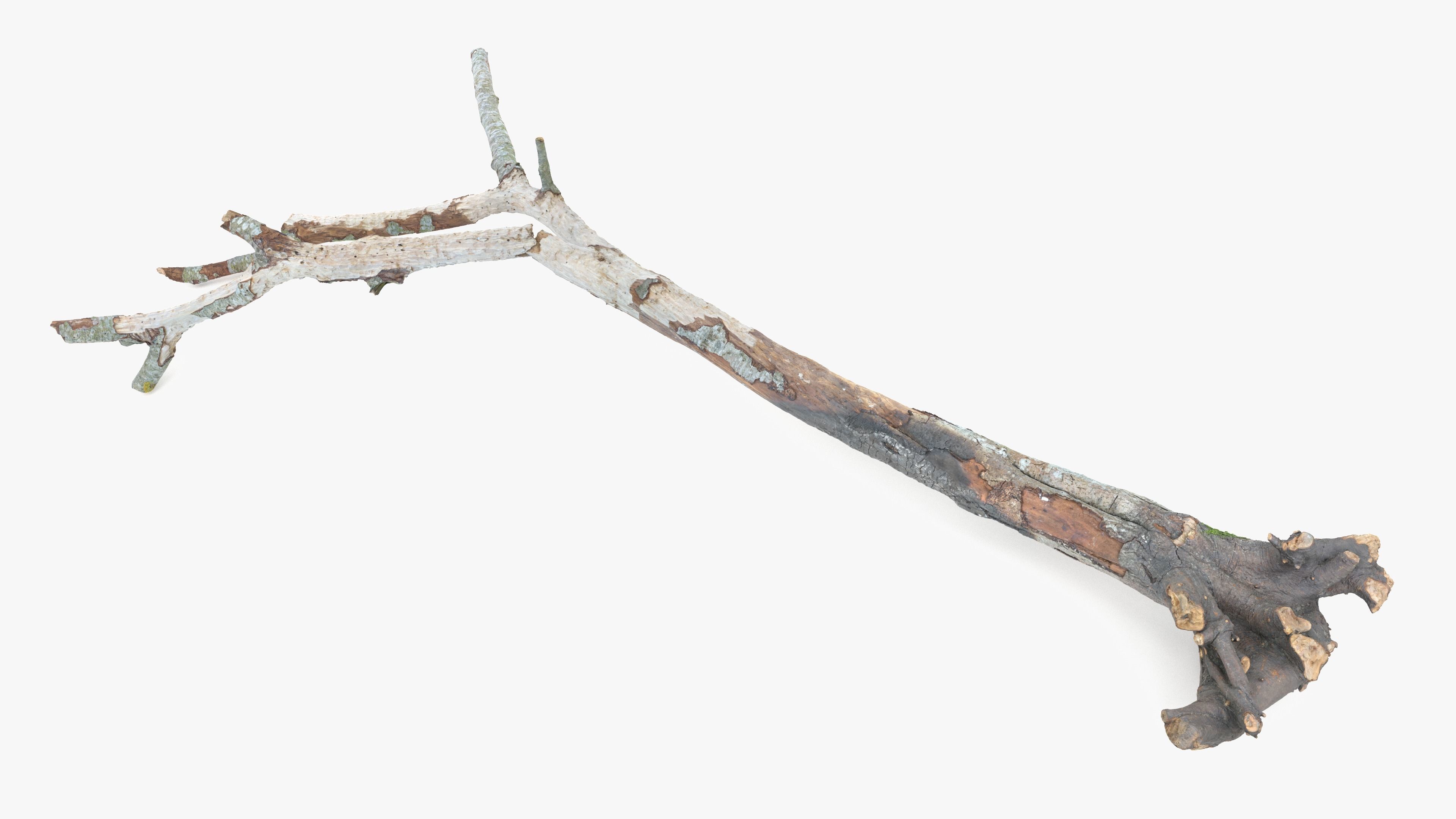 3D model Withered Broken Tree with Roots VR / AR / low-poly | CGTrader