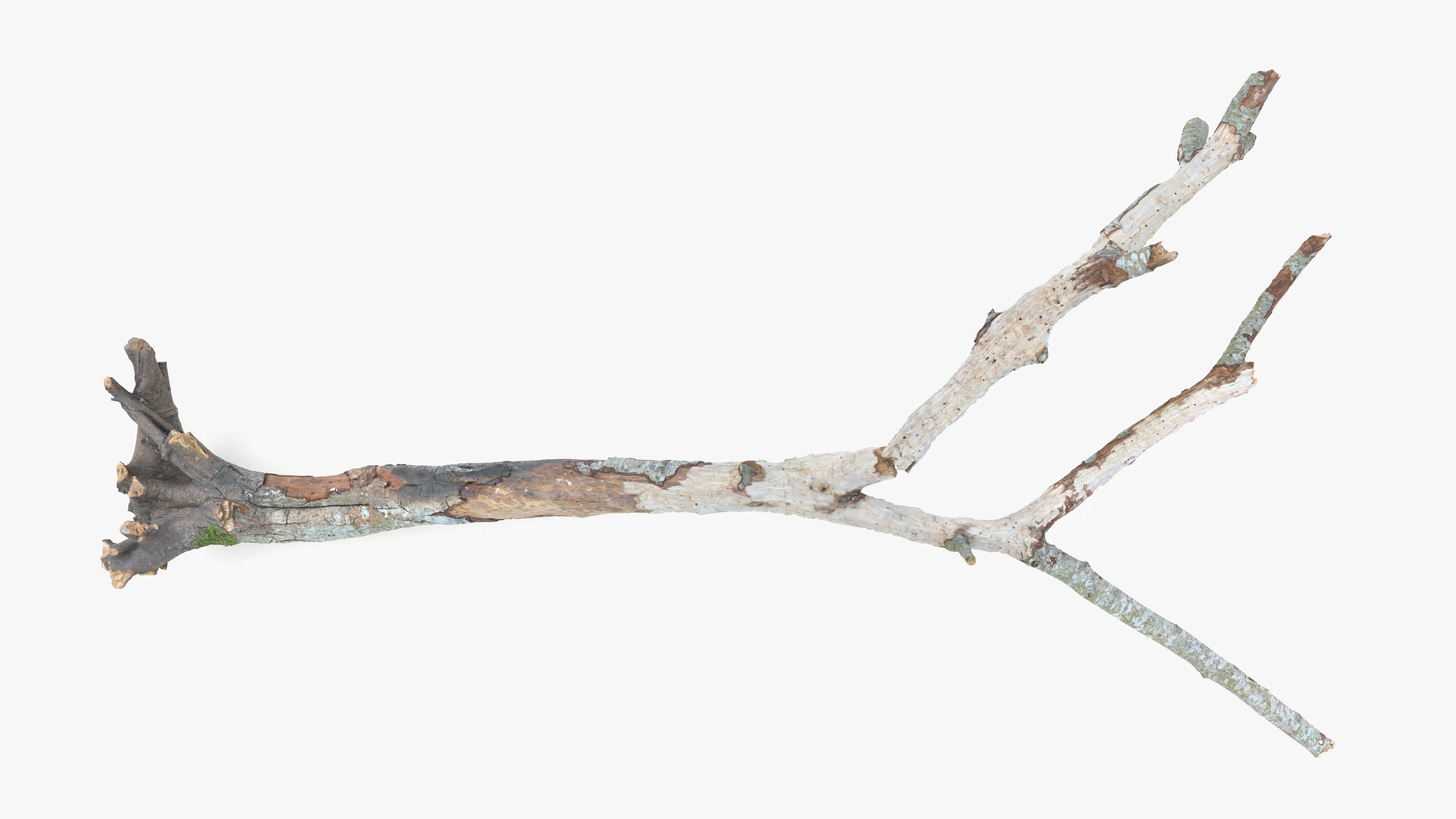 3D model Withered Broken Tree with Roots VR / AR / low-poly | CGTrader