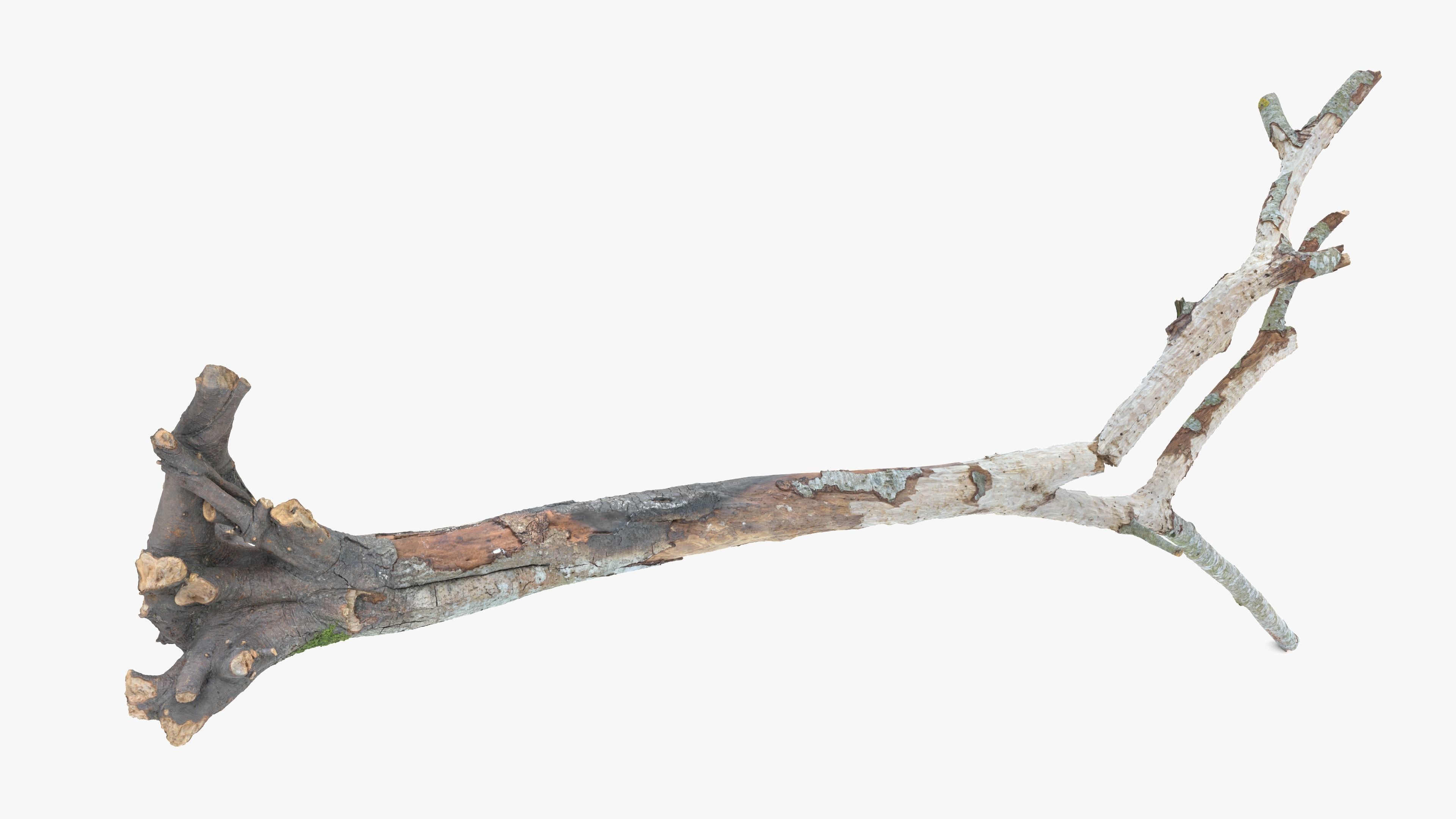 3D model Withered Broken Tree with Roots VR / AR / low-poly | CGTrader