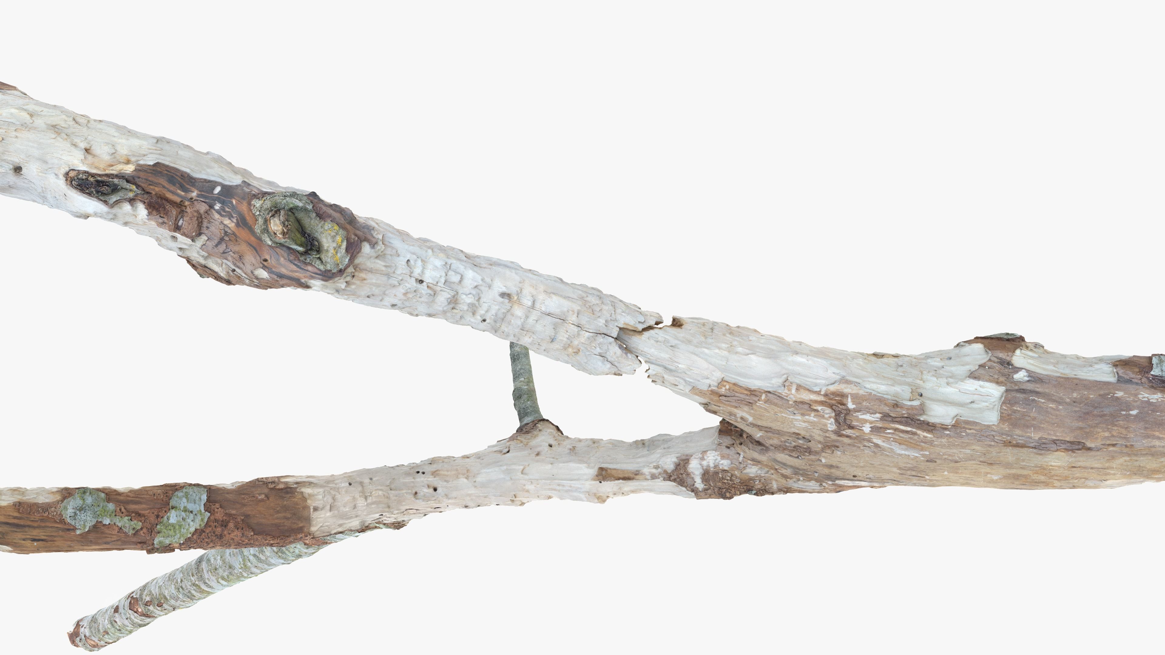 3D model Withered Broken Tree with Roots VR / AR / low-poly | CGTrader