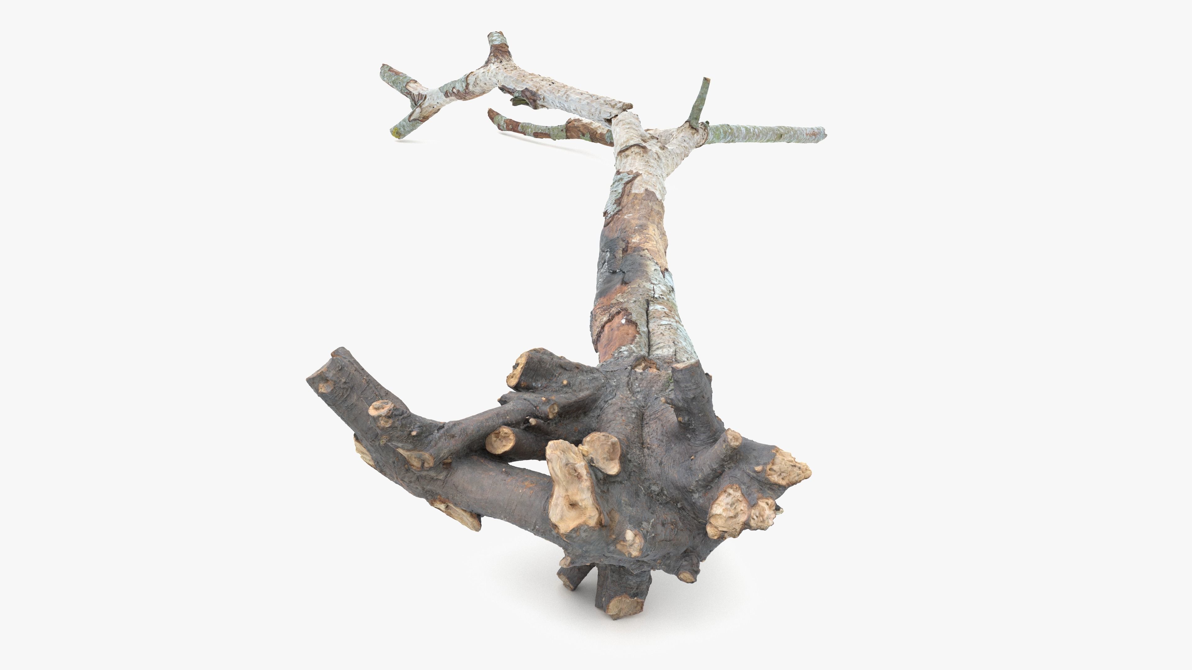 3D model Withered Broken Tree with Roots VR / AR / low-poly | CGTrader