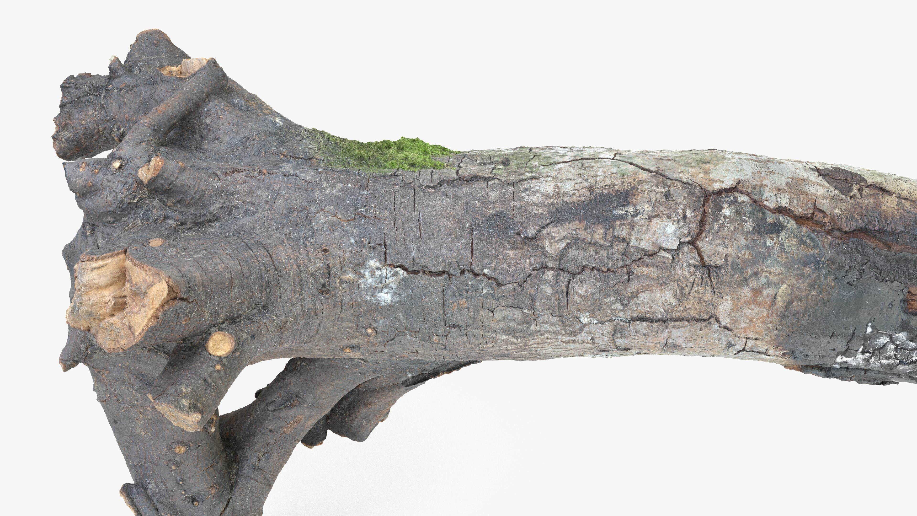 3D model Withered Broken Tree with Roots VR / AR / low-poly | CGTrader