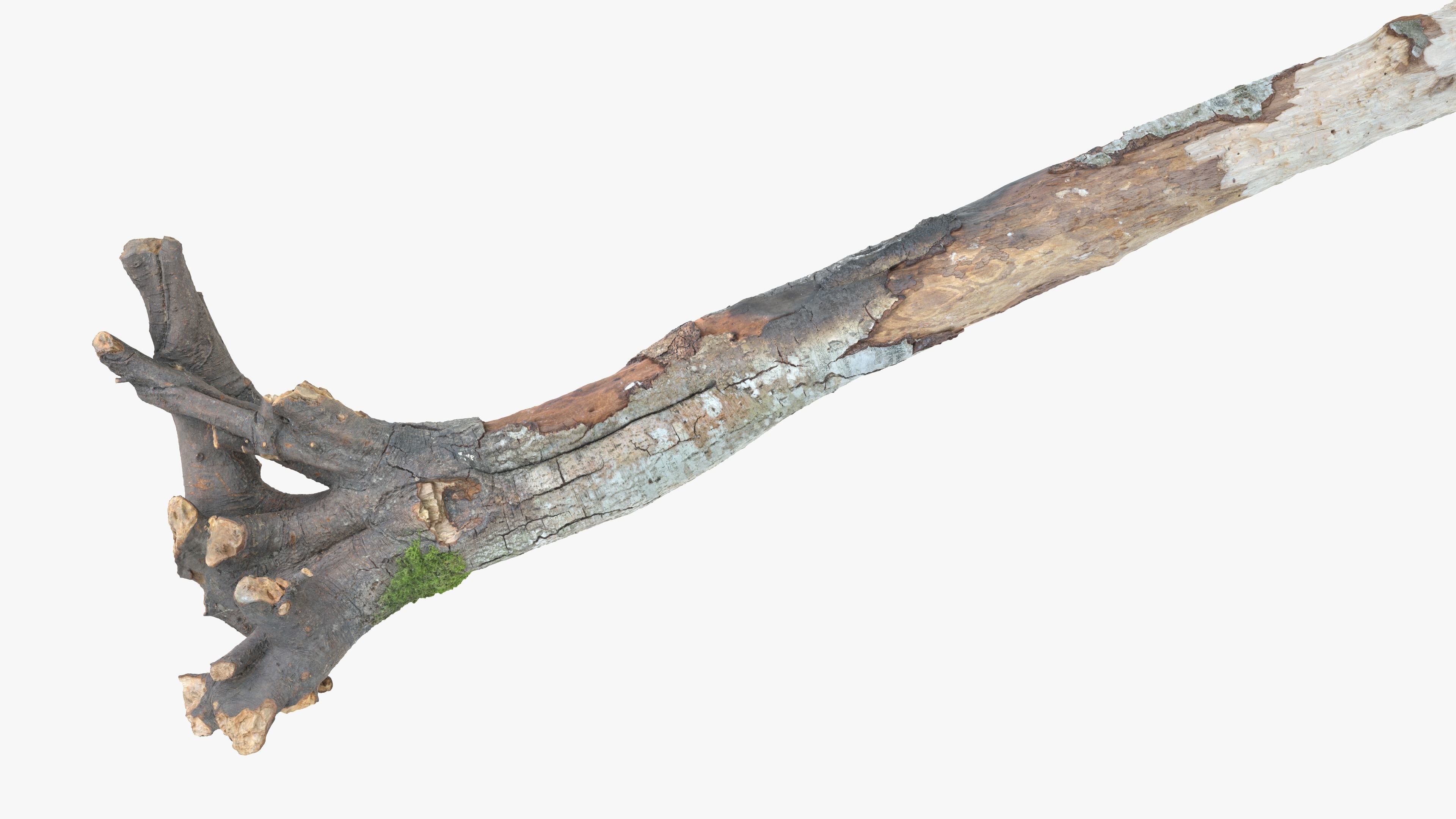 3D model Withered Broken Tree with Roots VR / AR / low-poly | CGTrader