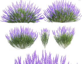 Lavender 3D Models | CGTrader