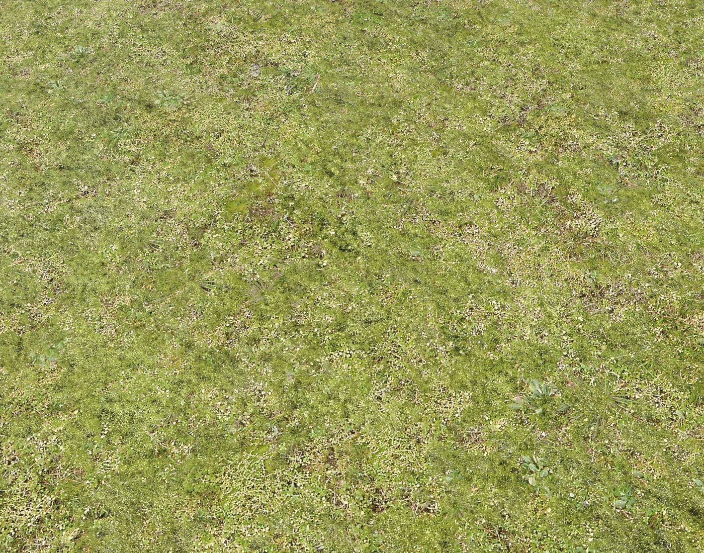 Forest Terrain Pack 20 Texture | CGTrader