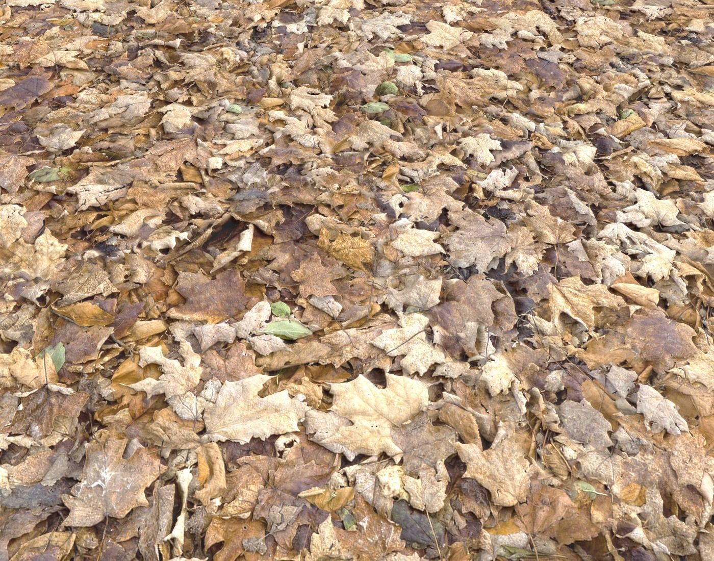 Forest Terrain Pack 21 Texture | CGTrader