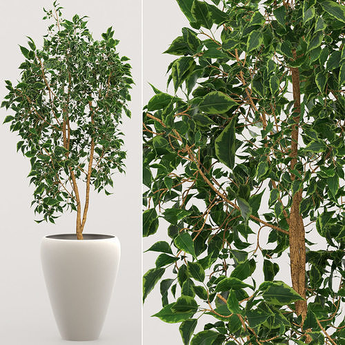 Ficus 3D model | CGTrader