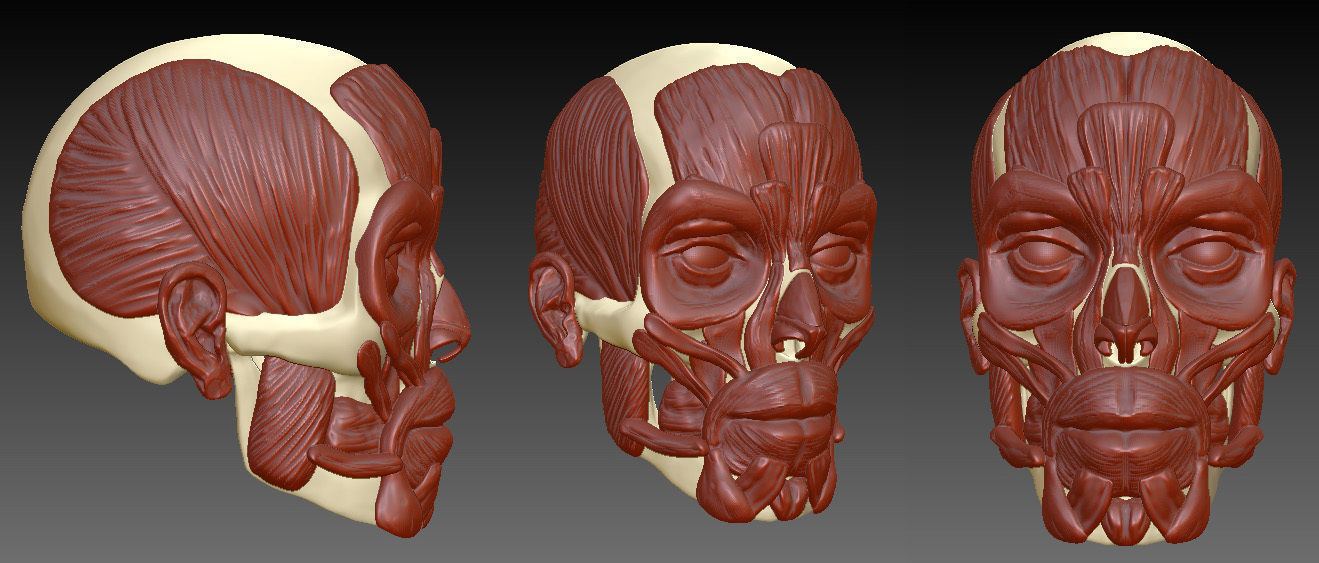 Anatomy of Face 3D model | CGTrader