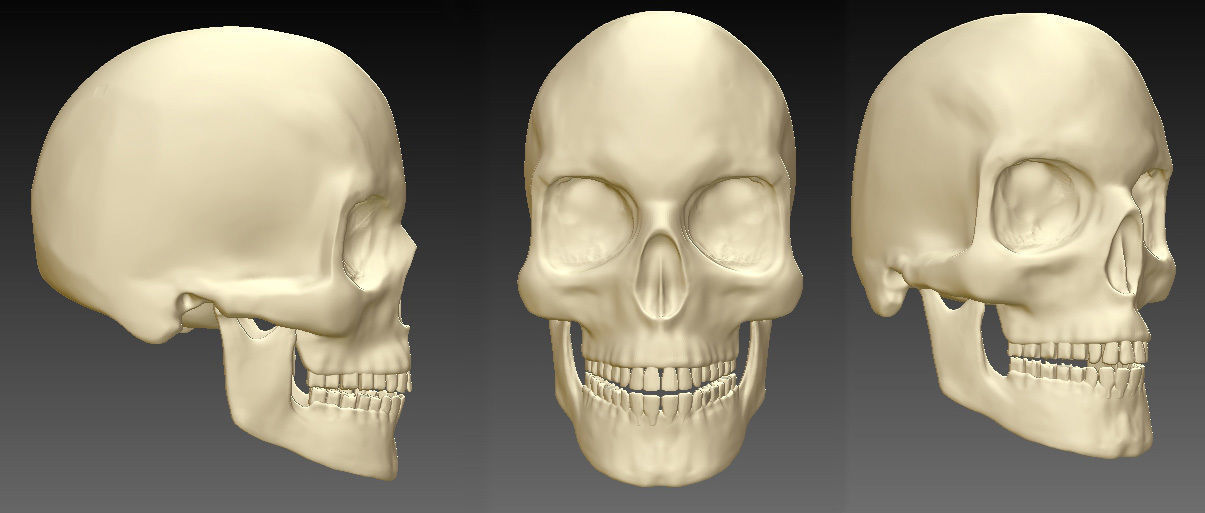 Anatomy of Face 3D model | CGTrader