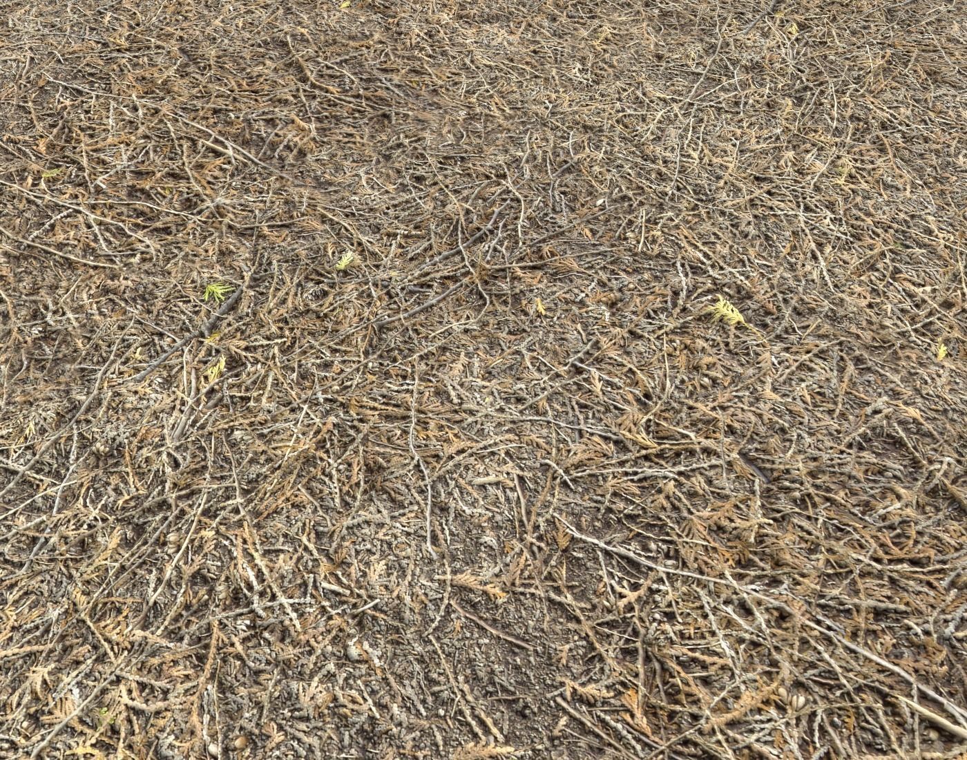 Forest dirt Pack 1 Texture | CGTrader