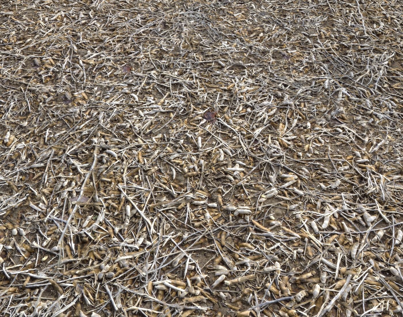 Forest dirt Pack 1 Texture | CGTrader