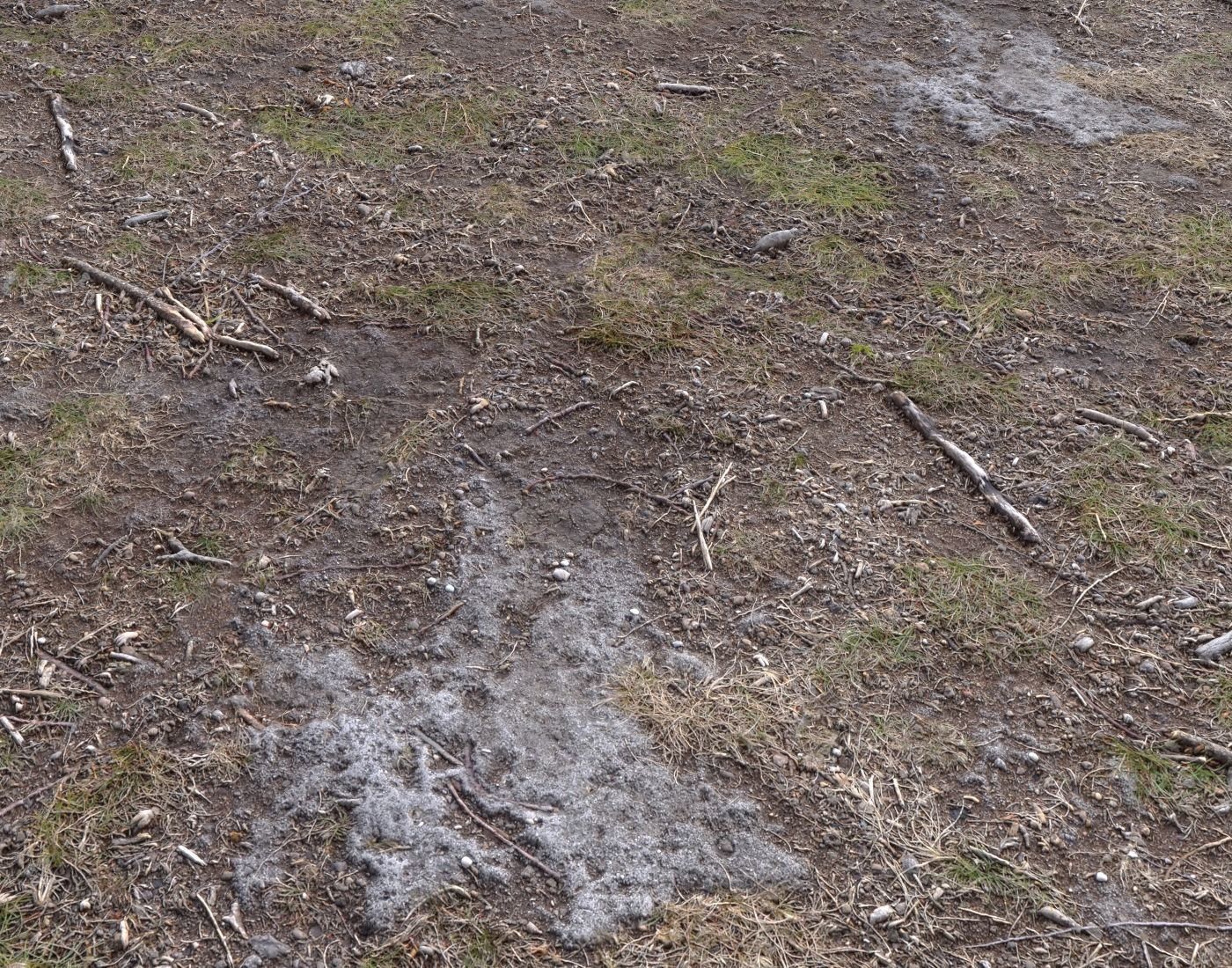 Forest dirt Pack 1 Texture | CGTrader