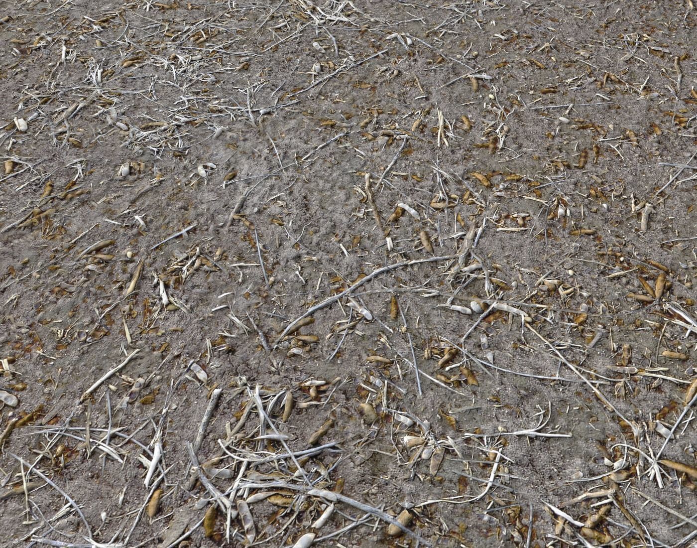 Forest dirt Pack 4 Texture | CGTrader