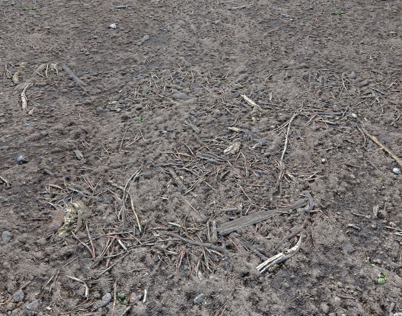 Forest dirt Pack 4 Texture | CGTrader