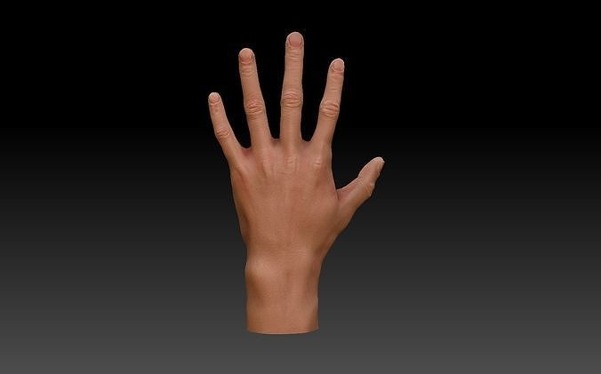 Hand Human 3D model | CGTrader