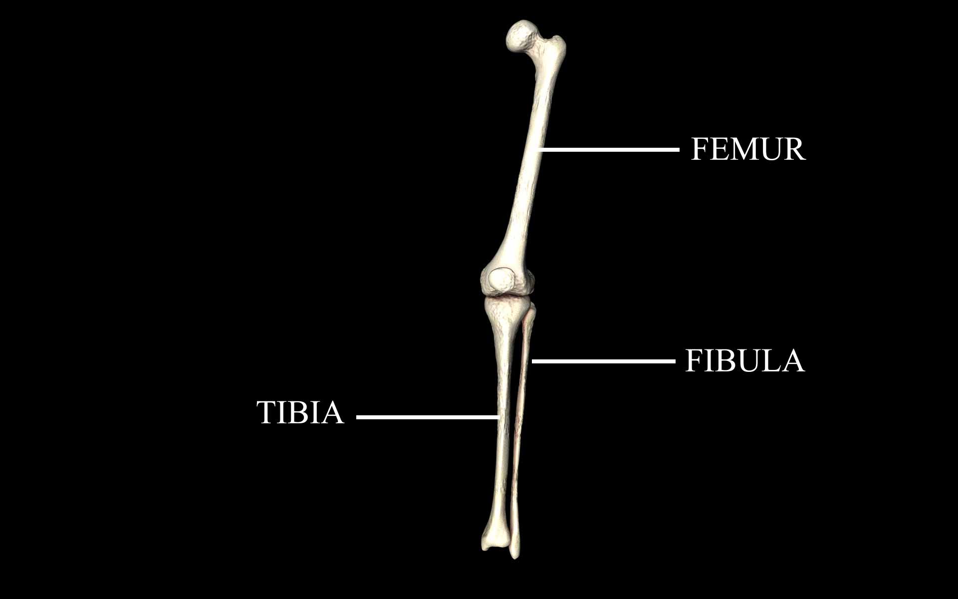 Knee Joint - Femur tibia fibula 3d Models 3D Model animated .obj .3ds .fbx .c4d .dxf .dae ...