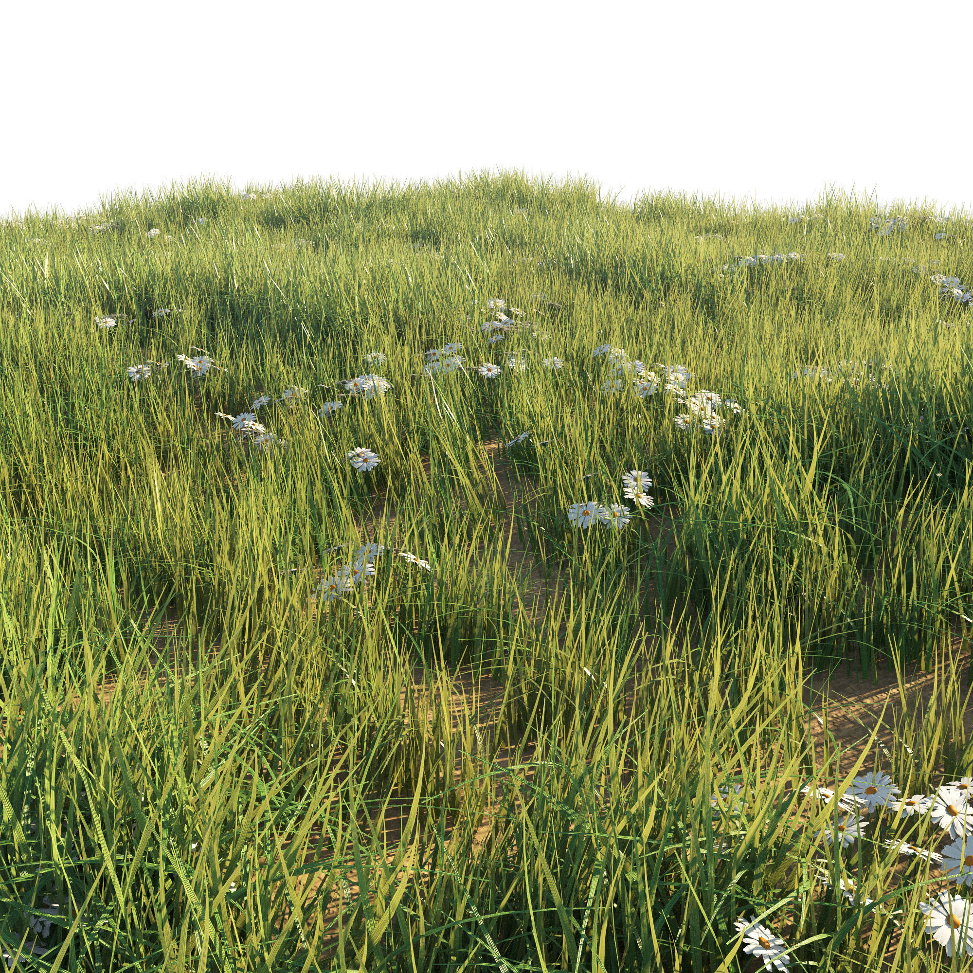 Grass set 1 - texture pack 3D model | CGTrader