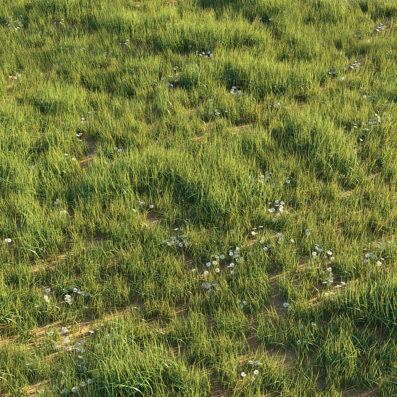 Grass set 1 - texture pack 3D model | CGTrader