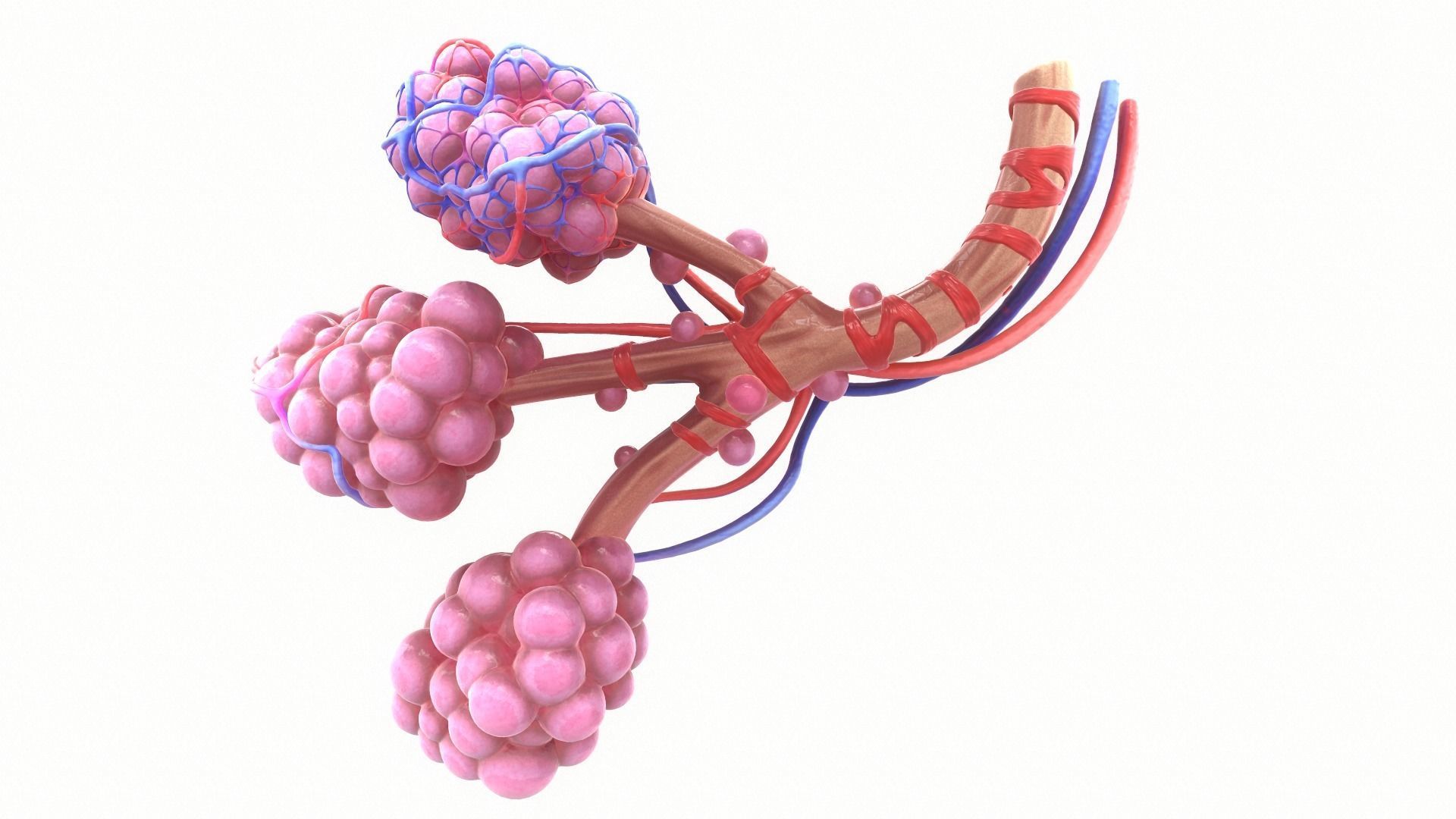 Realistic Human Bronchi Alveoli Anatomy 3D model | CGTrader