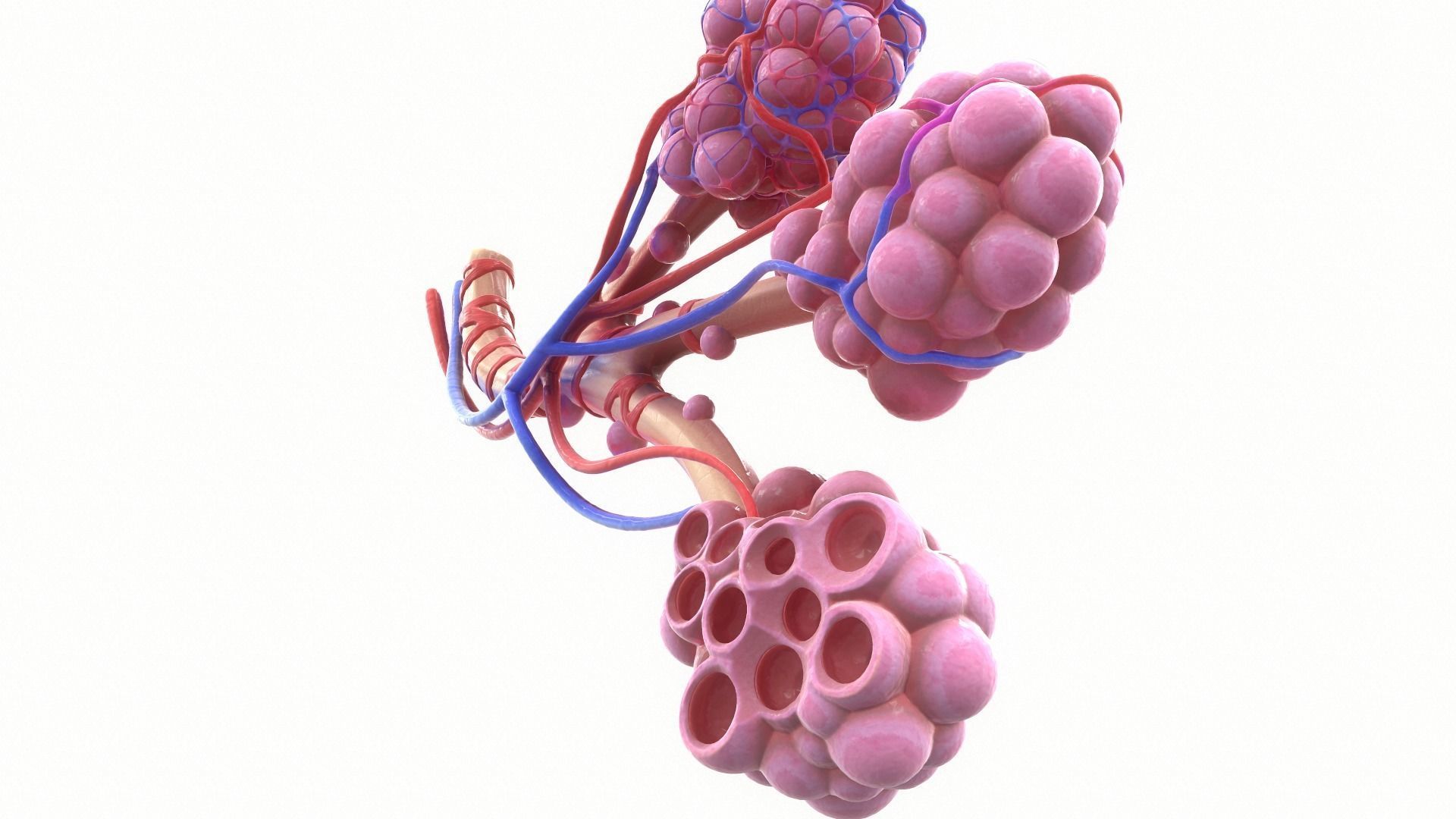 Realistic Human Bronchi Alveoli Anatomy 3D model | CGTrader