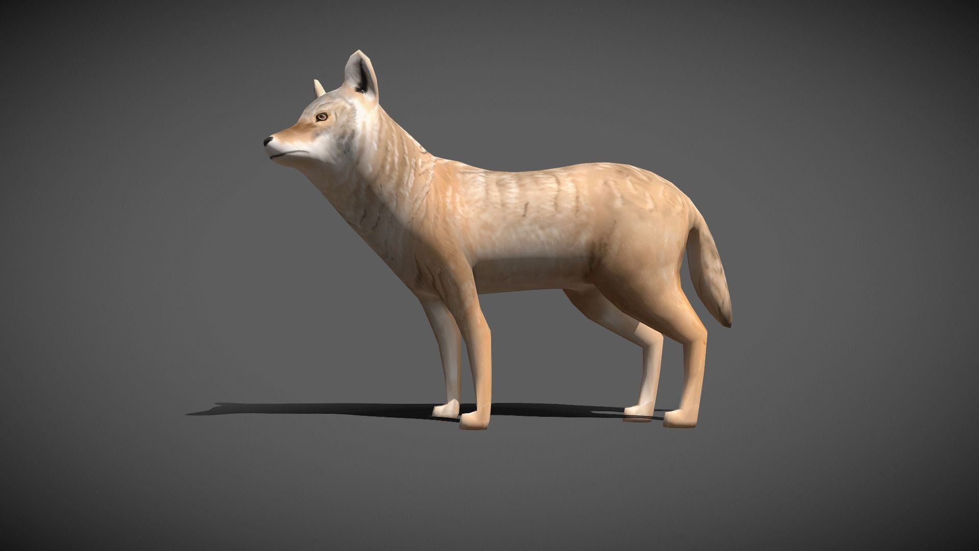 3D model Low poly Coyote - Idle Animated VR / AR / low-poly rigged ...