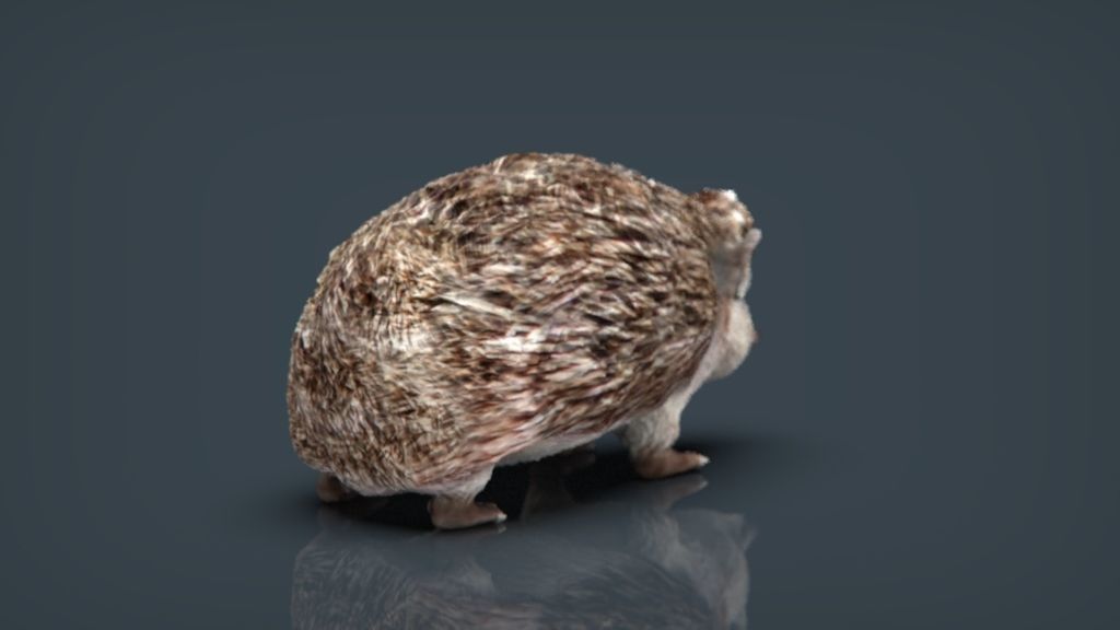 3D model Hedgehog VR / AR / low-poly | CGTrader