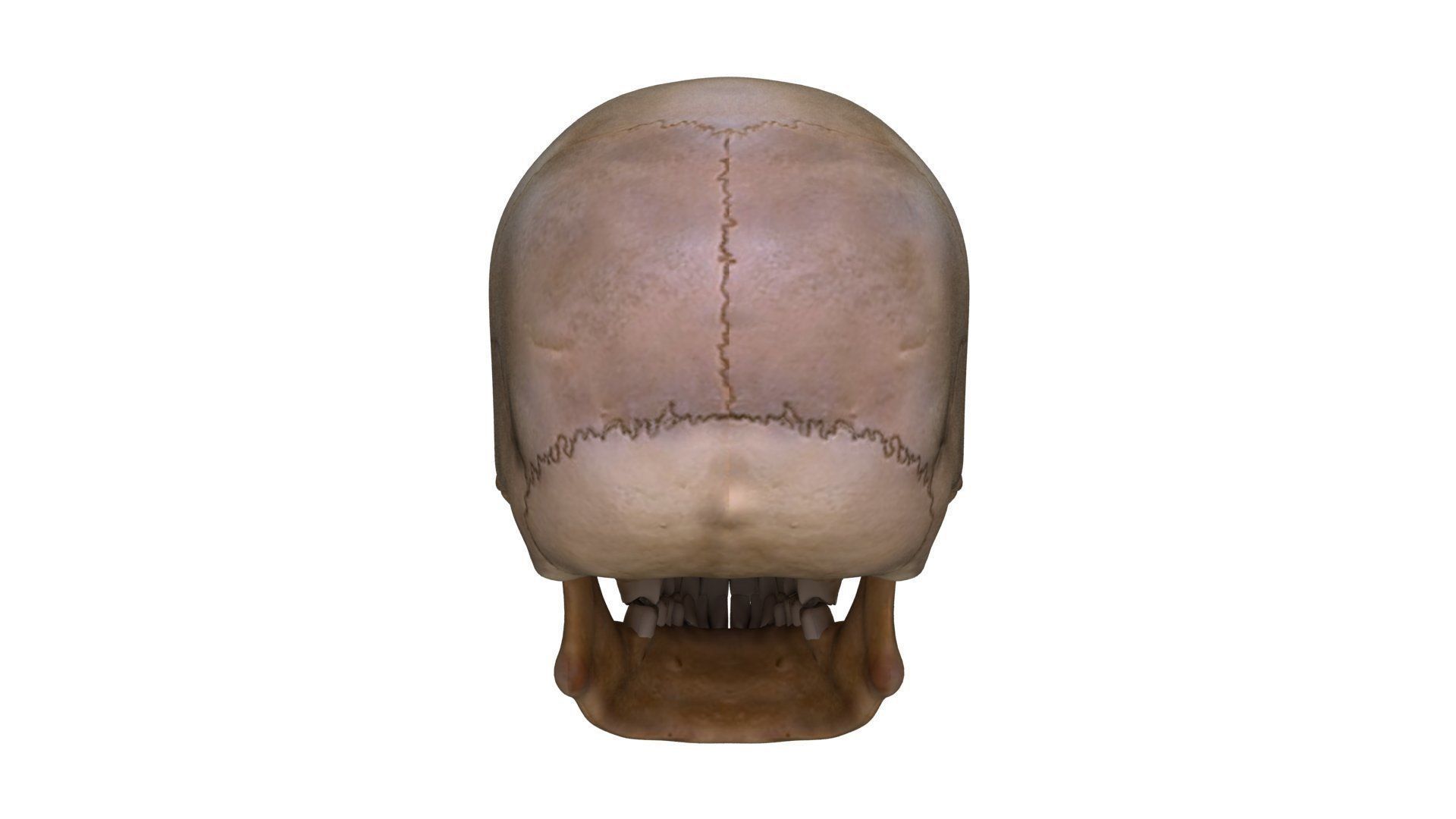 3D Skull print model glowing 3D model 3D printable | CGTrader