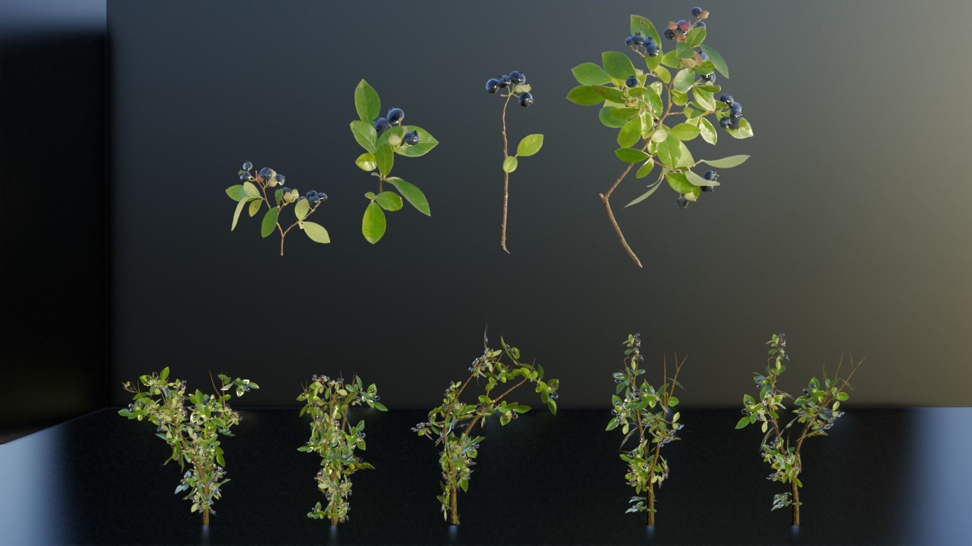 blue berry bushes 3d model with low polygon 3D model | CGTrader