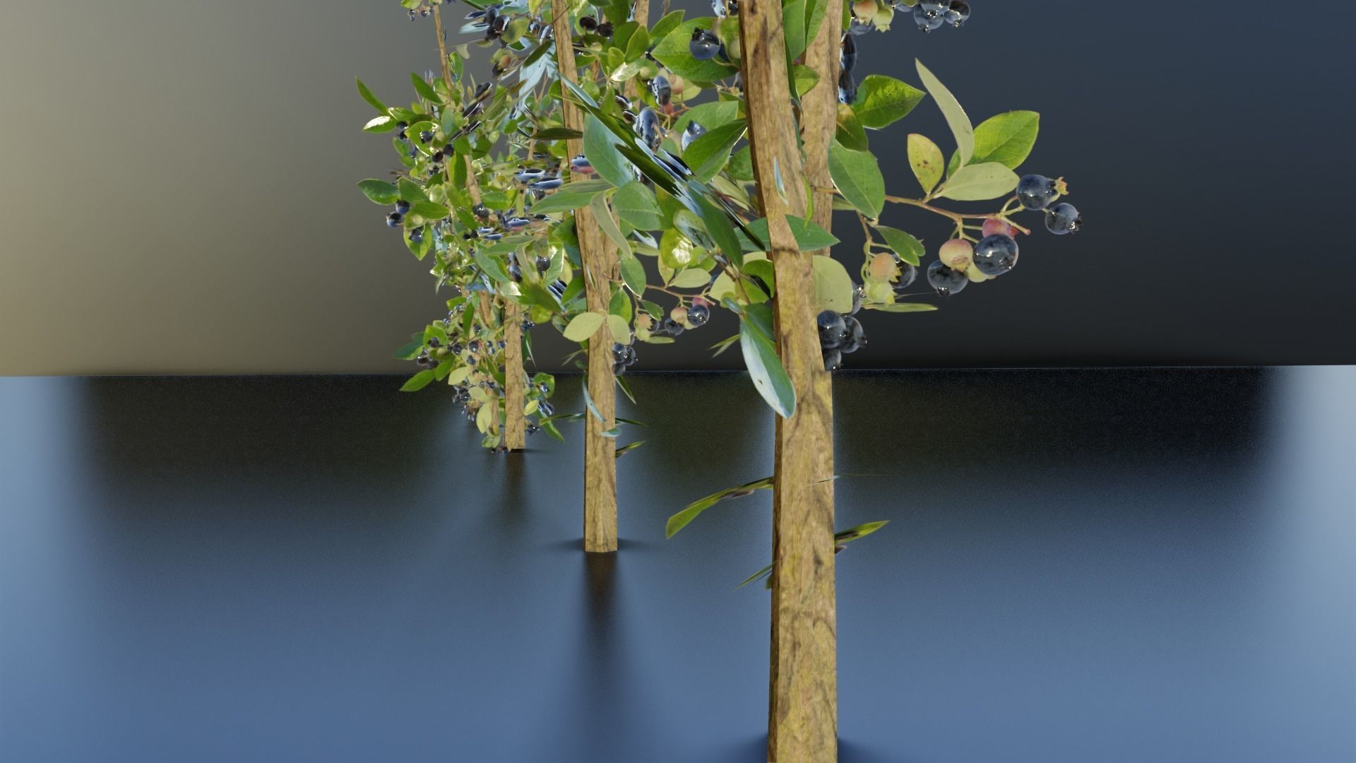 blue berry bushes 3d model with low polygon 3D model | CGTrader