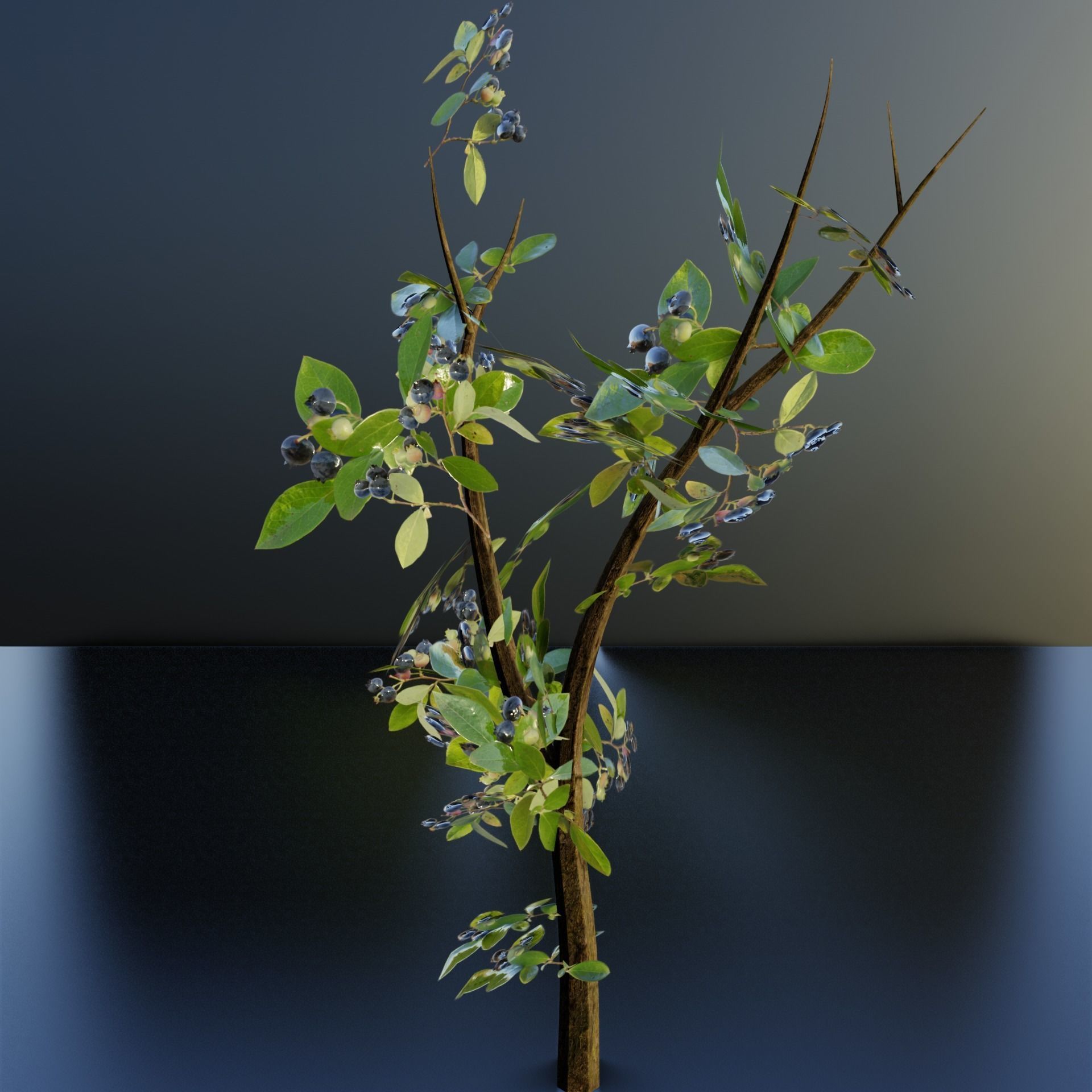 blue berry bushes 3d model with low polygon 3D model | CGTrader