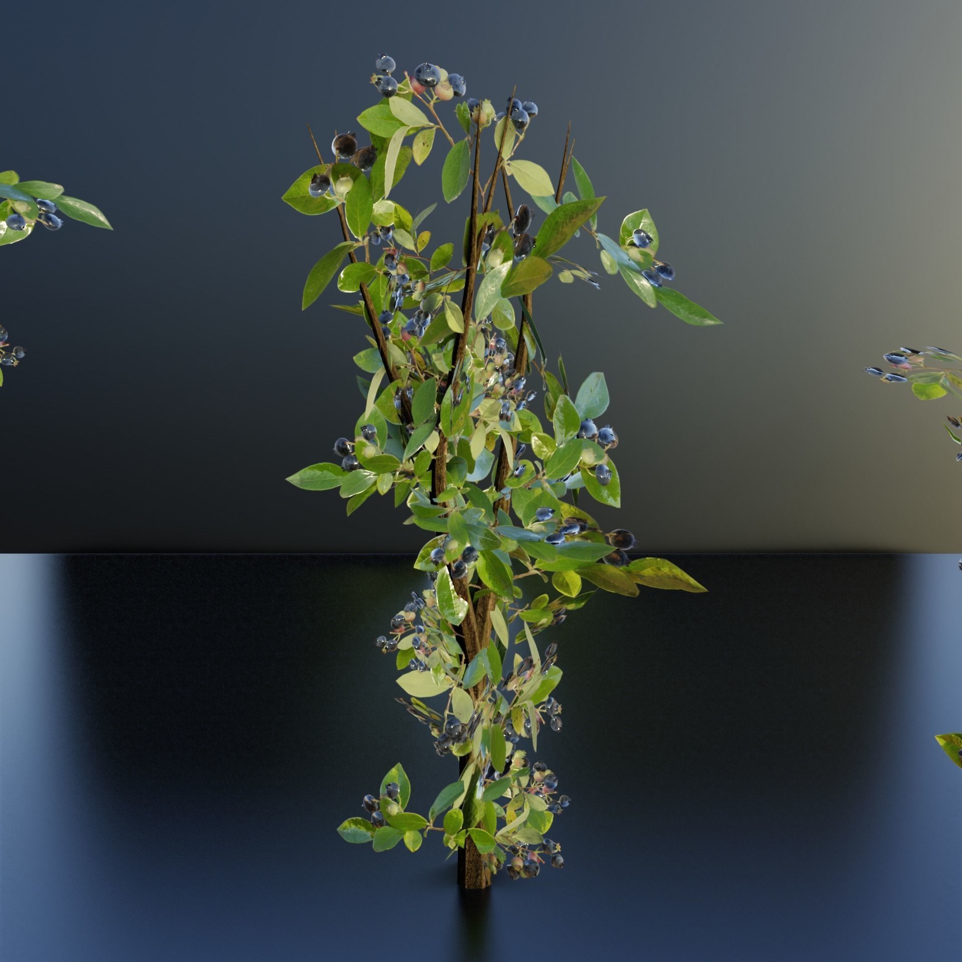 blue berry bushes 3d model with low polygon 3D model | CGTrader