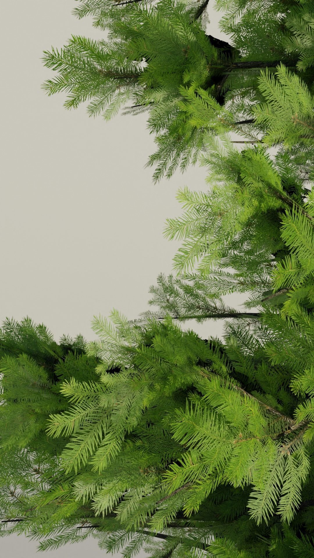 Fir Tree 3D model 3D model | CGTrader