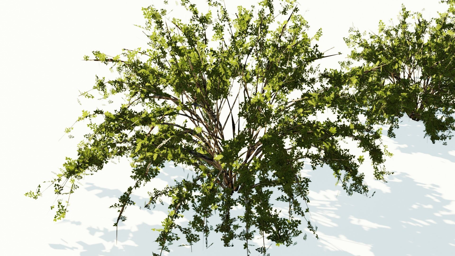 European Beech 3d Model free 3D model | CGTrader