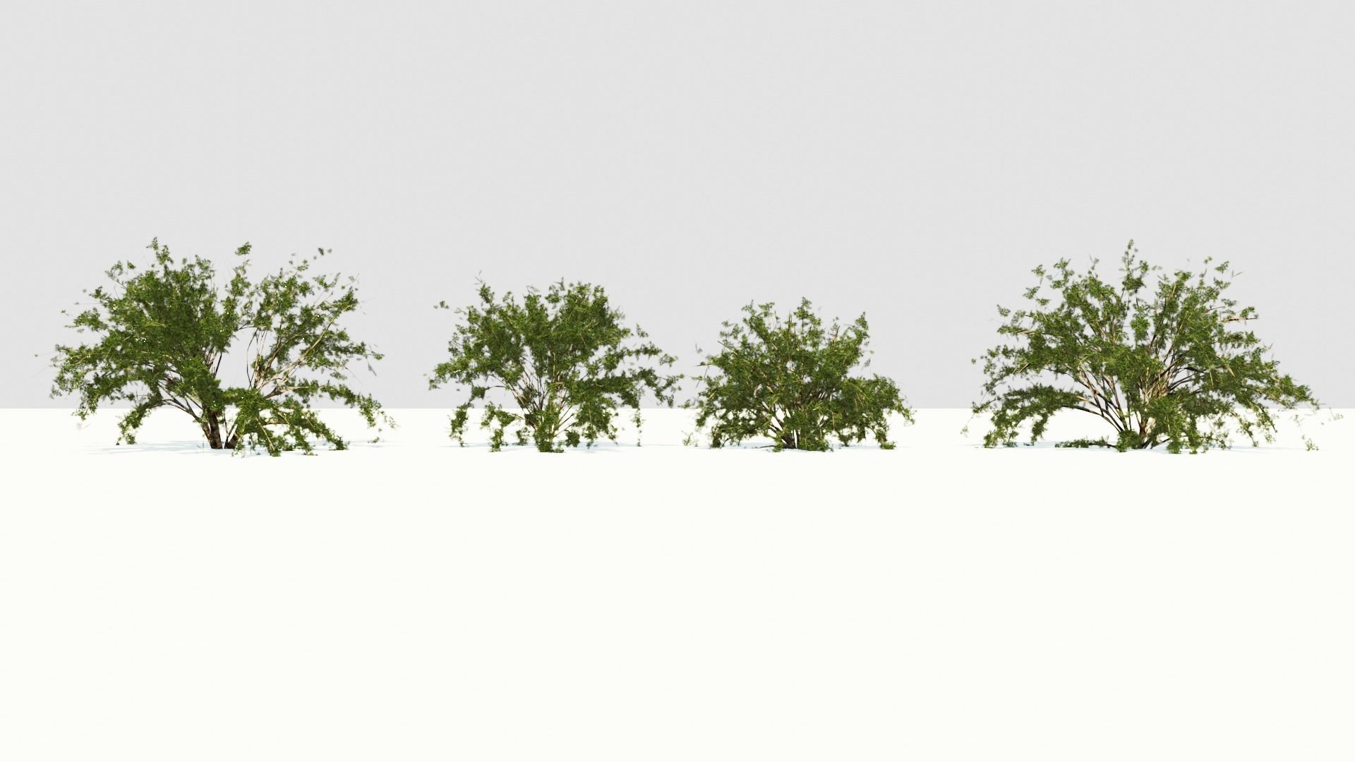 European Beech 3d Model free 3D model | CGTrader