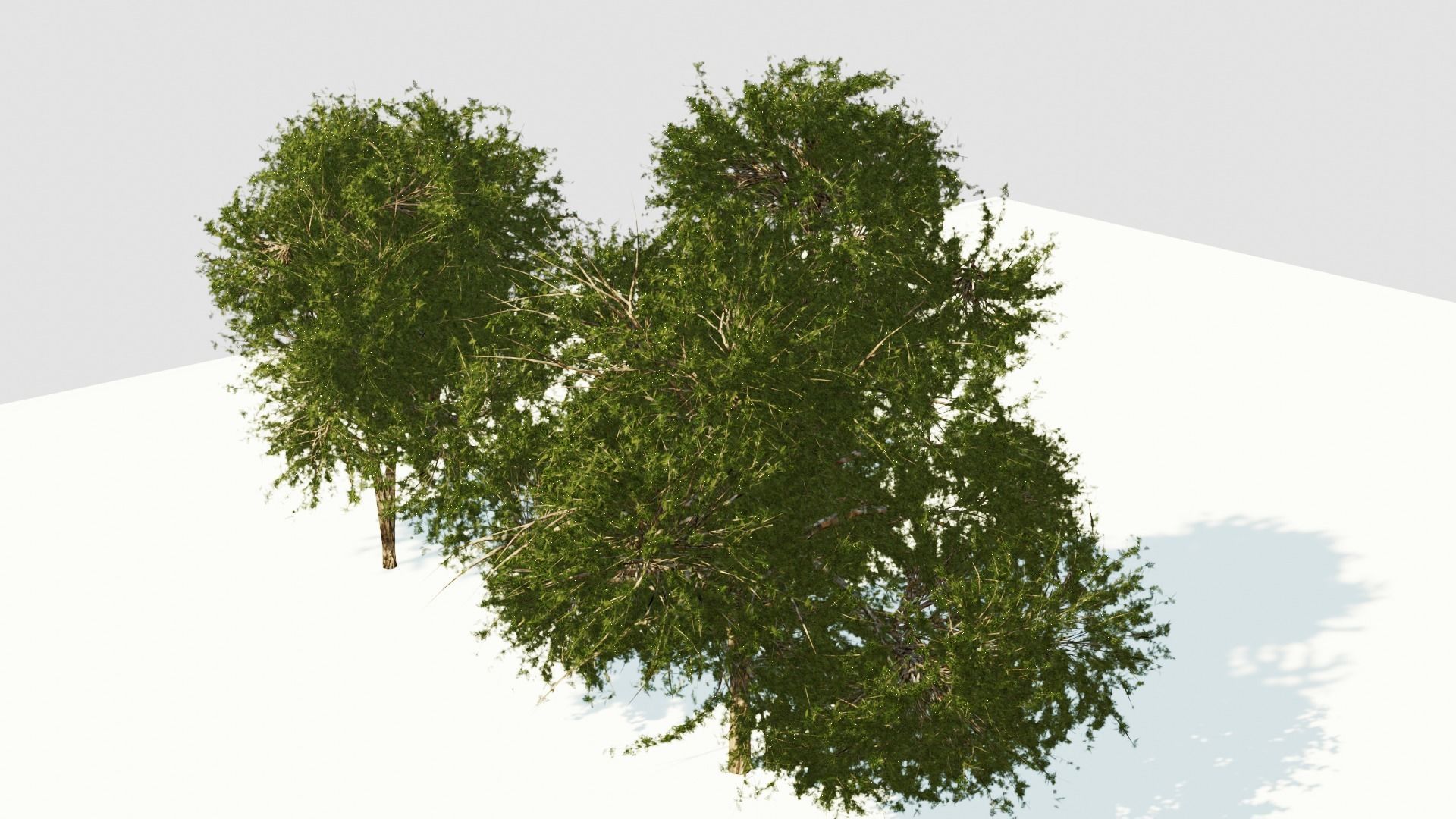 European Beech 3d Model free 3D model | CGTrader