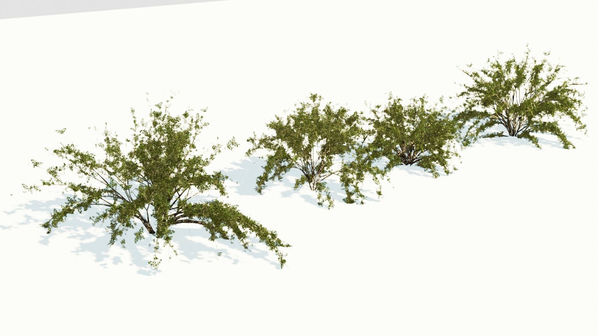 European Beech 3d Model free 3D model | CGTrader