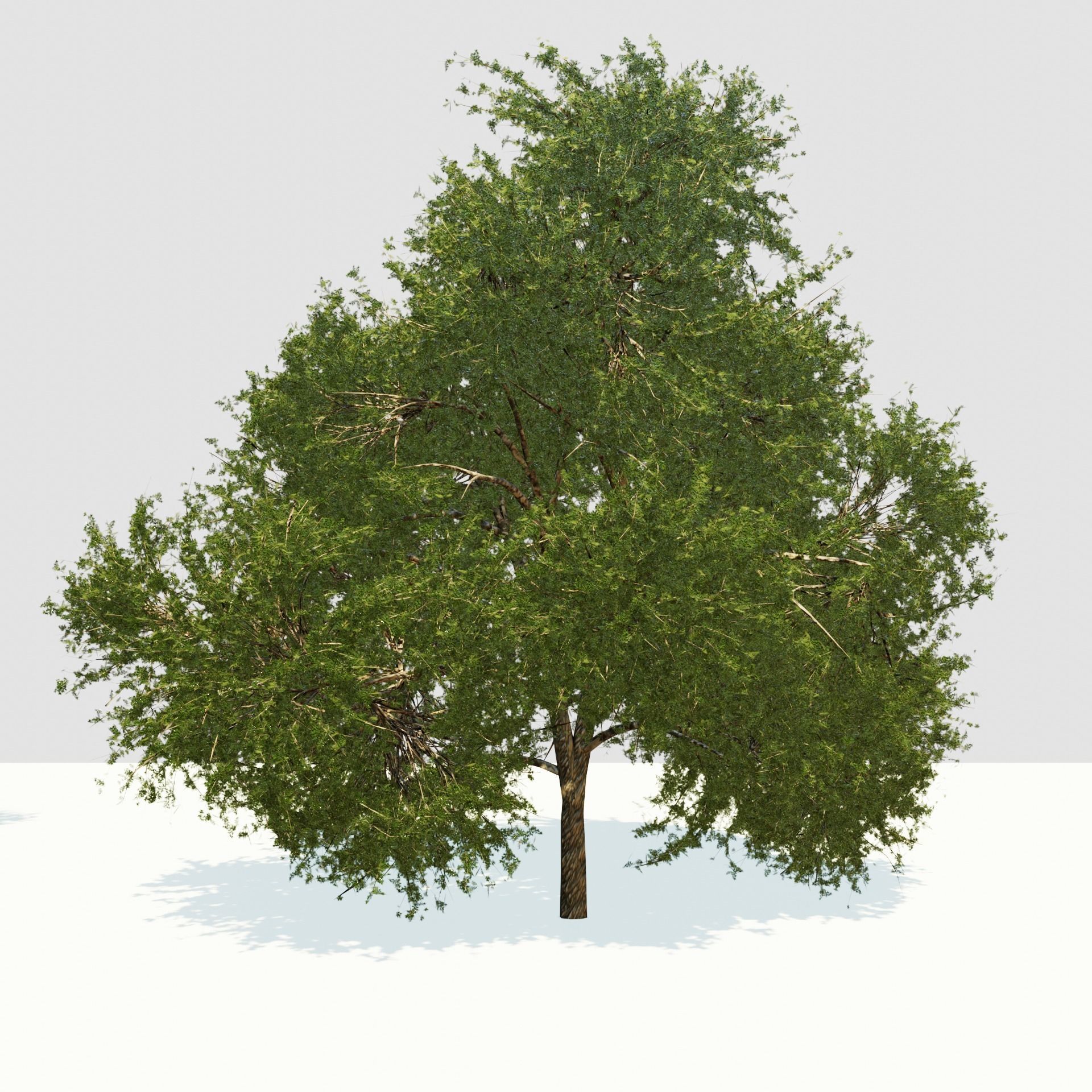 European Beech 3d Model free 3D model | CGTrader