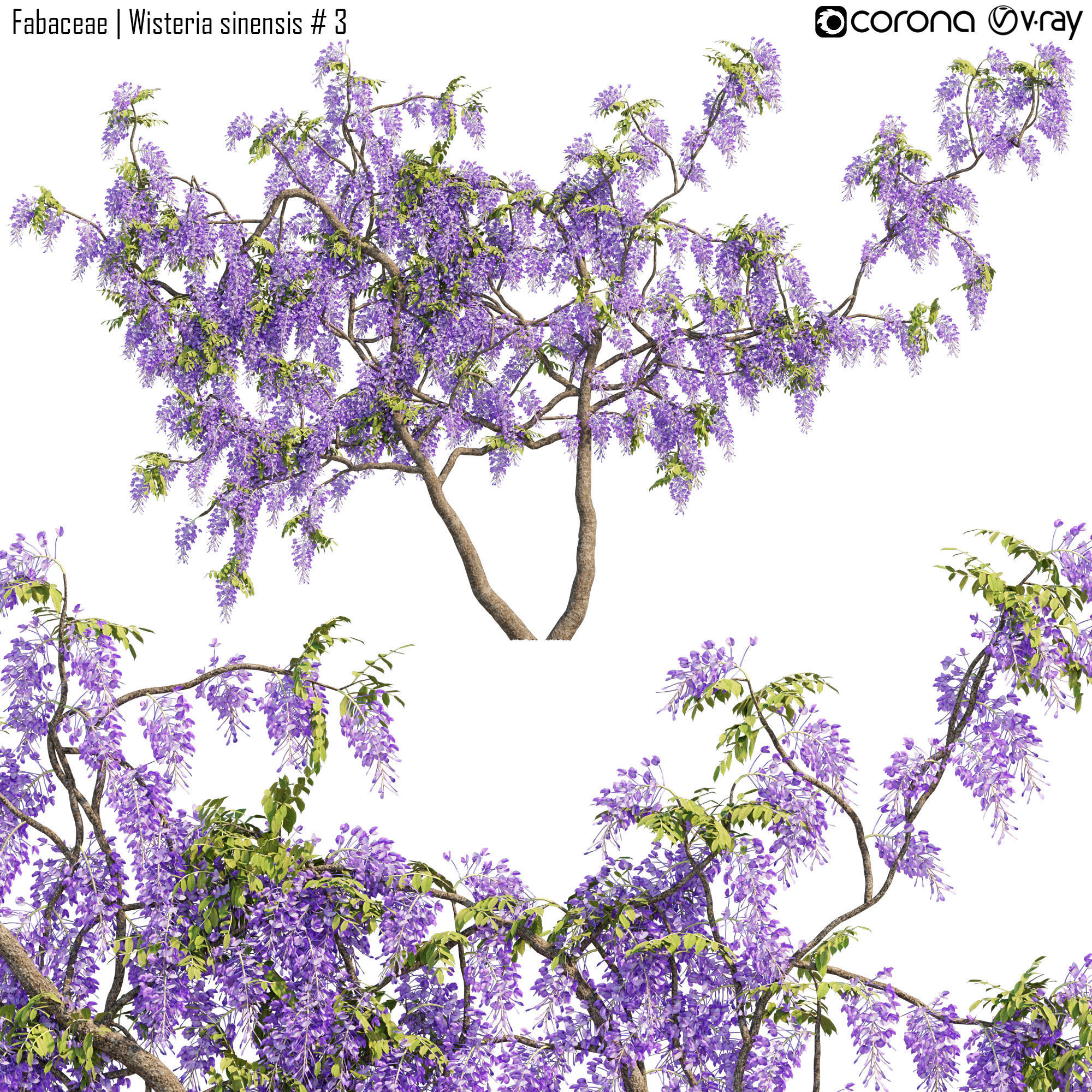 Fabaceae - Wisteria sinensis 3 3D model | CGTrader