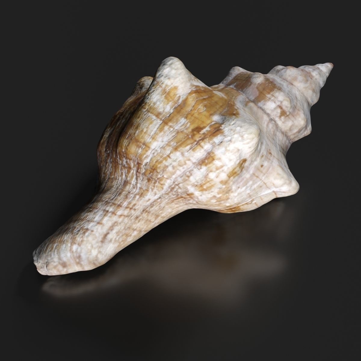 West Indian chank shell 3D model | CGTrader