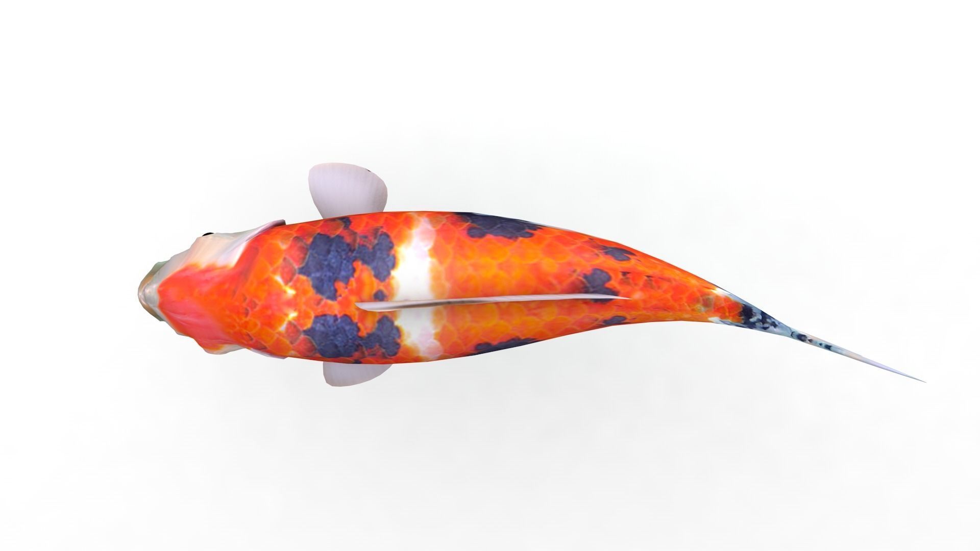 3D model 3D- Koi Fish 3 Animiert VR / AR / low-poly rigged animated ...