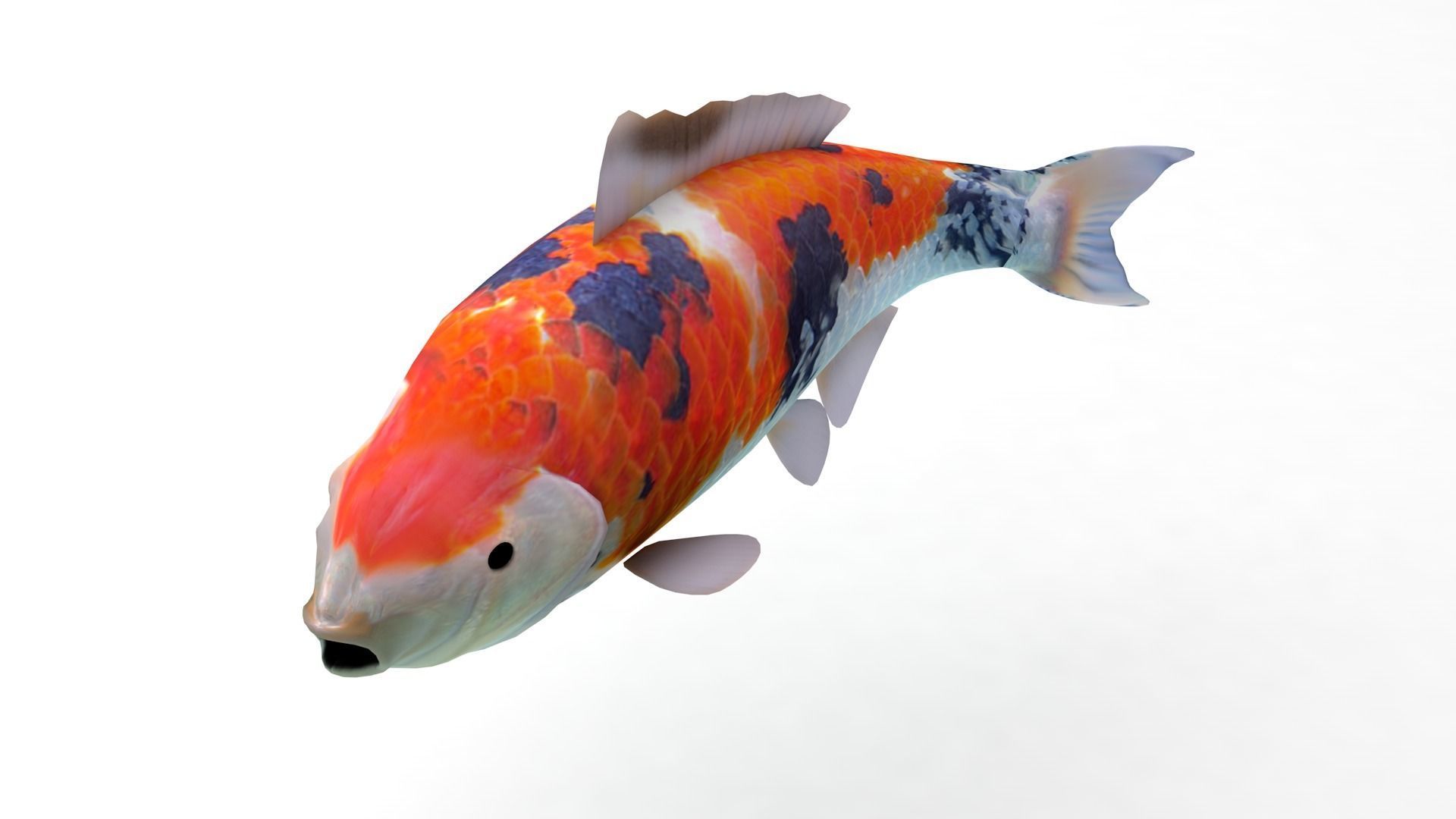 3D model 3D- Koi Fish 3 Animiert VR / AR / low-poly rigged animated ...