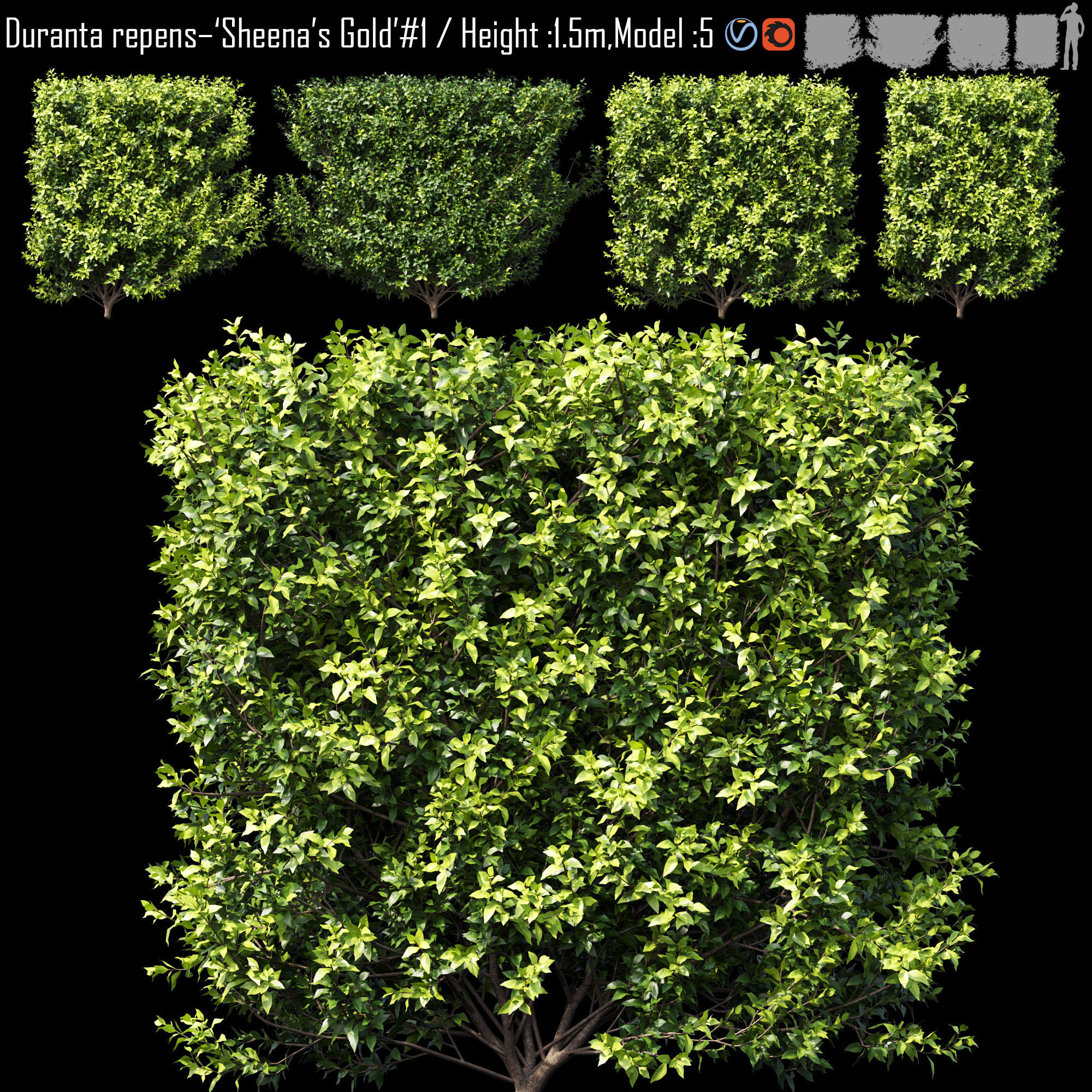 Duranta repens 02 3D model | CGTrader