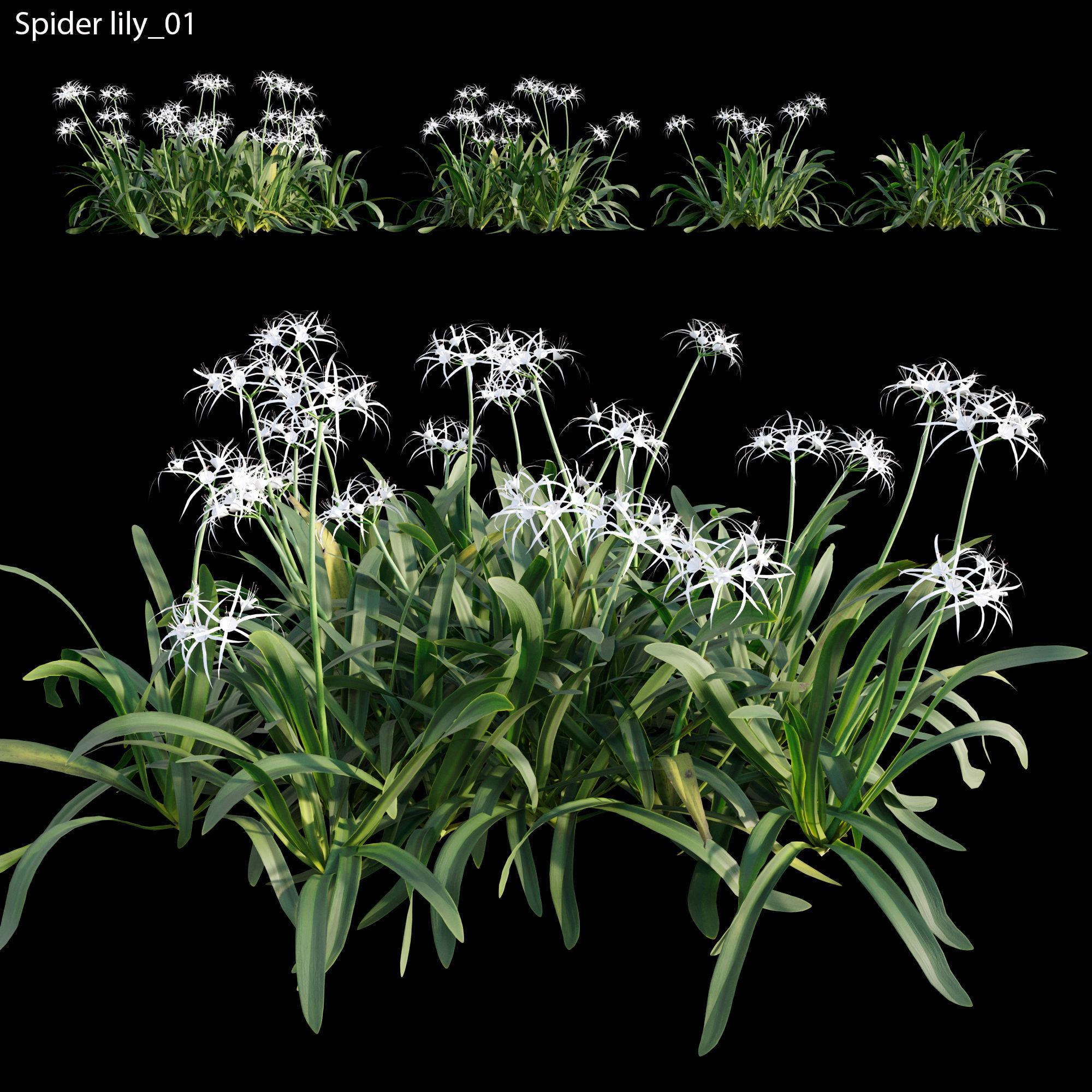 Hymenocallis americana -Spider lily 3D model | CGTrader