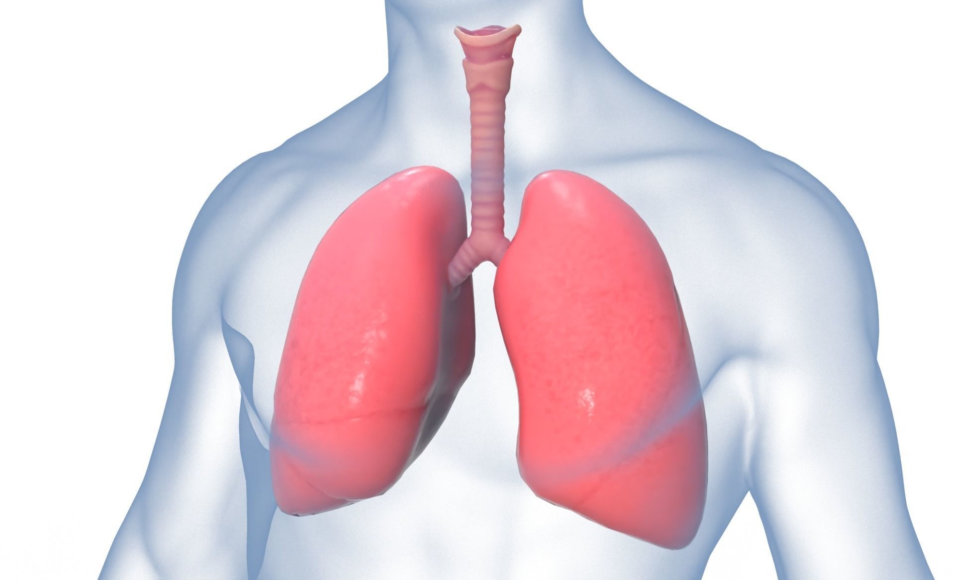 Respiratory System 3D model animated | CGTrader