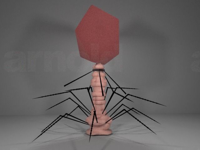 Enterobacteria phage T2 3D model | CGTrader