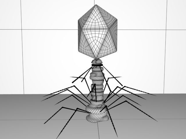 Enterobacteria phage T2 3D model | CGTrader