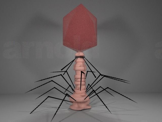 Enterobacteria phage T2 3D model | CGTrader
