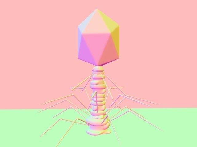 Enterobacteria phage T2 3D model | CGTrader