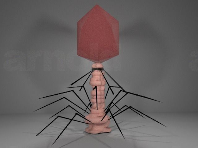 Enterobacteria phage T2 3D model | CGTrader