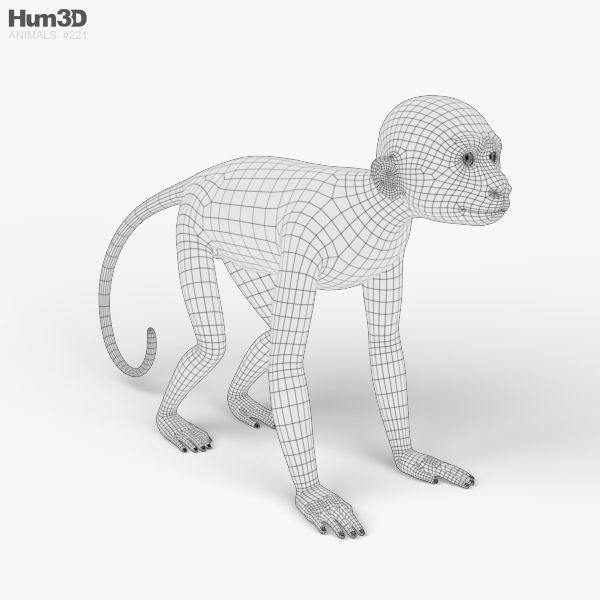 Capuchin HD 3D model | CGTrader